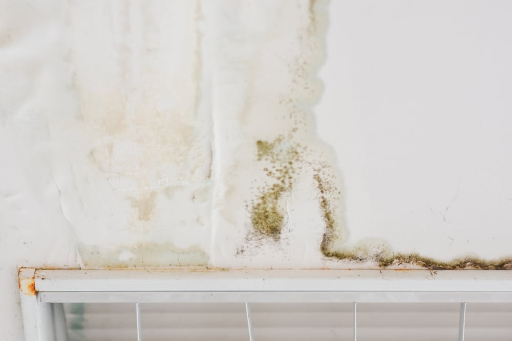 Mold After Water Damage: Prevention & Removal | Atlanta, GA
